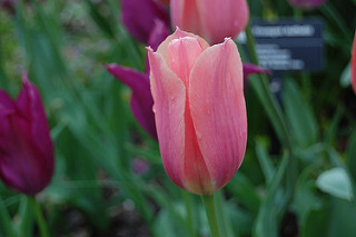 Flowers Detection Object Detection Dataset and Pre-Trained Model by BB