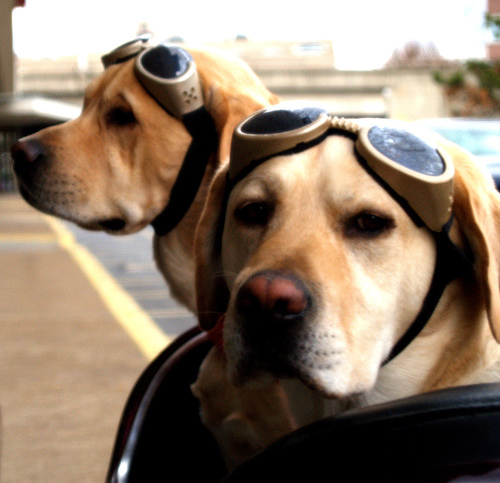 Peter Lin - Roboflow Universe