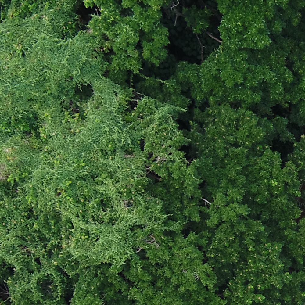 Coconut Rhinoceros Beetle Infested Palm Tree Detection Object Detection Dataset by Model