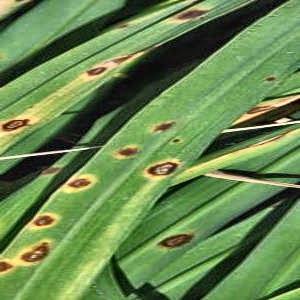 Paddy Disease Detection Object Detection Dataset by GEC Thrissur