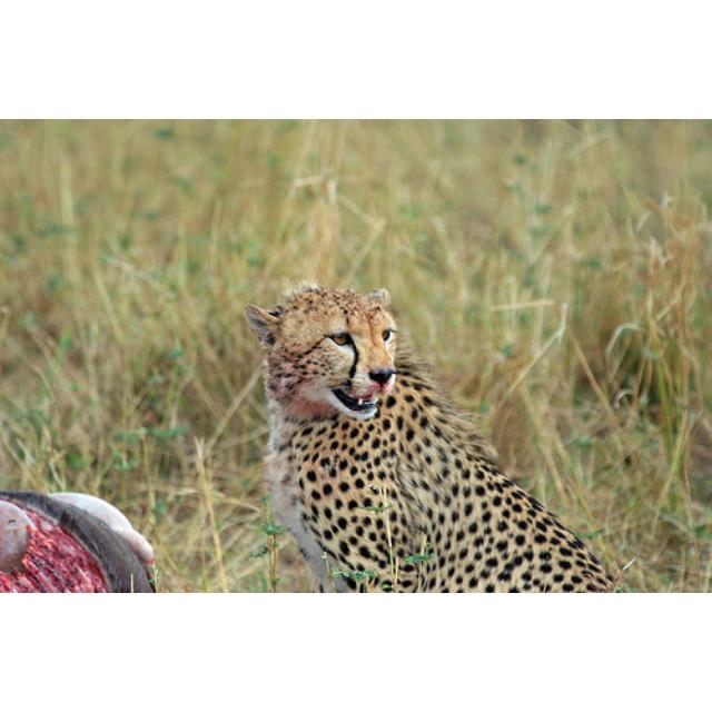 LEOPard Object Detection Model by Human Activity