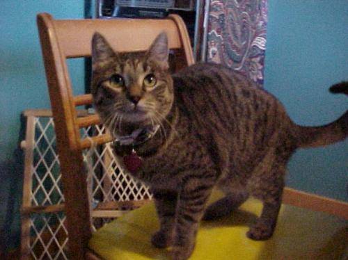 cat Instance Segmentation Dataset and Pre-Trained Model by School