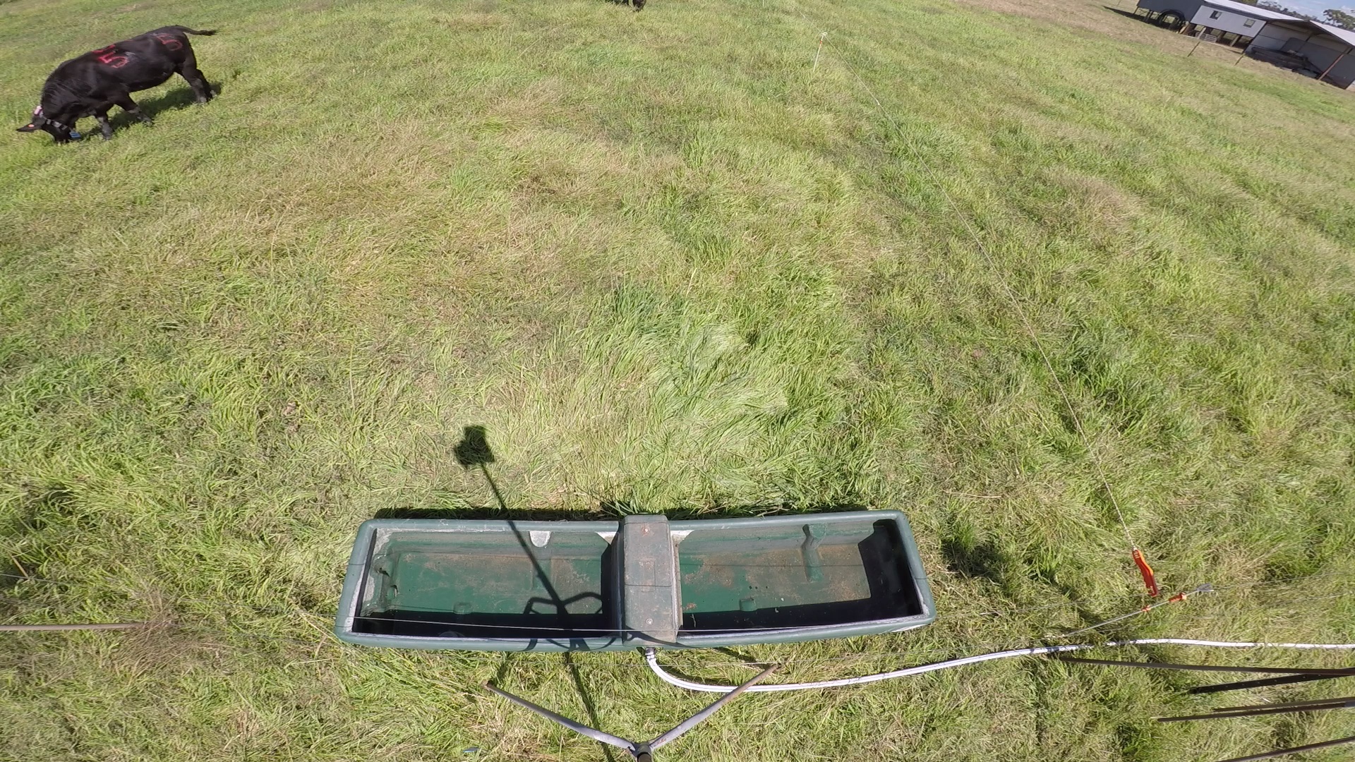 cow Object Detection Model by SAM