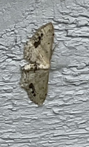Idaea dimidiate Object Detection Dataset by Agapostemon splendens