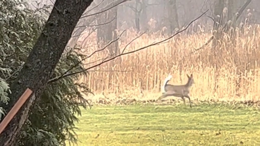 deer-test Object Detection Dataset by deer