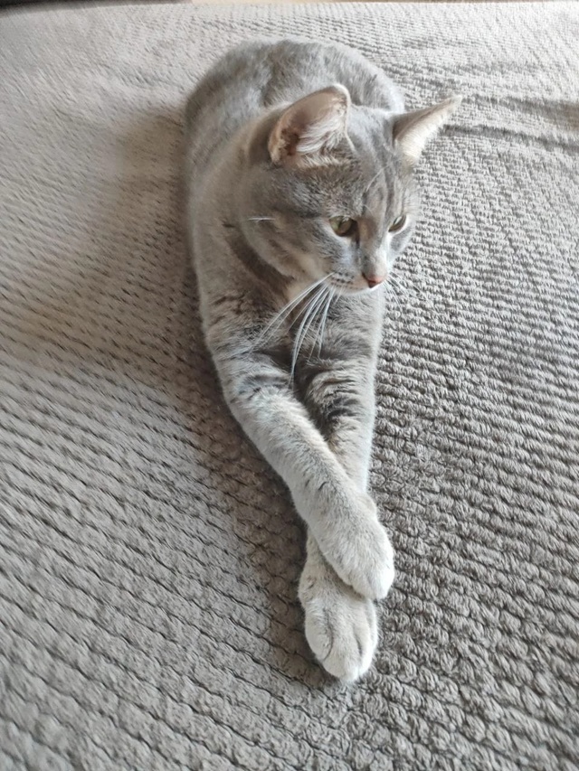 Cats Object Detection Dataset by Artificial Intelligence