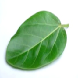 Img38_Banyan leaf Object Detection Model by ML