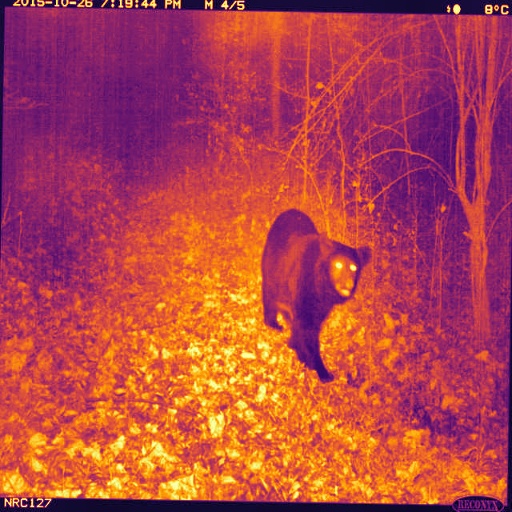 thermal Object Detection Dataset by animal detection