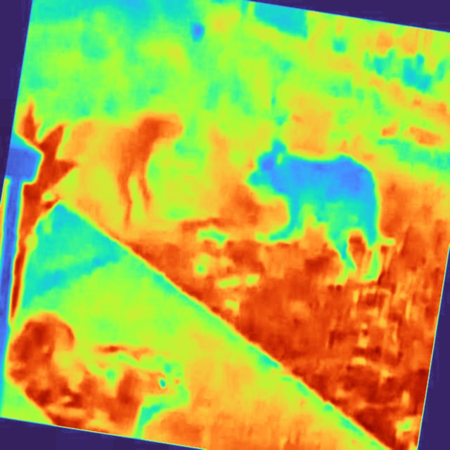 thermal Object Detection Dataset by animal detection