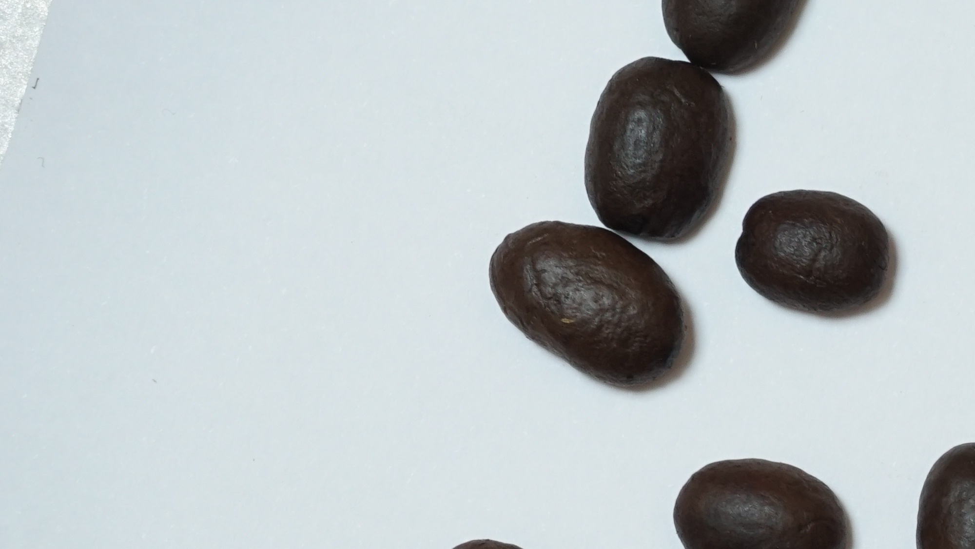 Coffee Bean Instance Segmentation Dataset and Pre-Trained Model by Agriculture