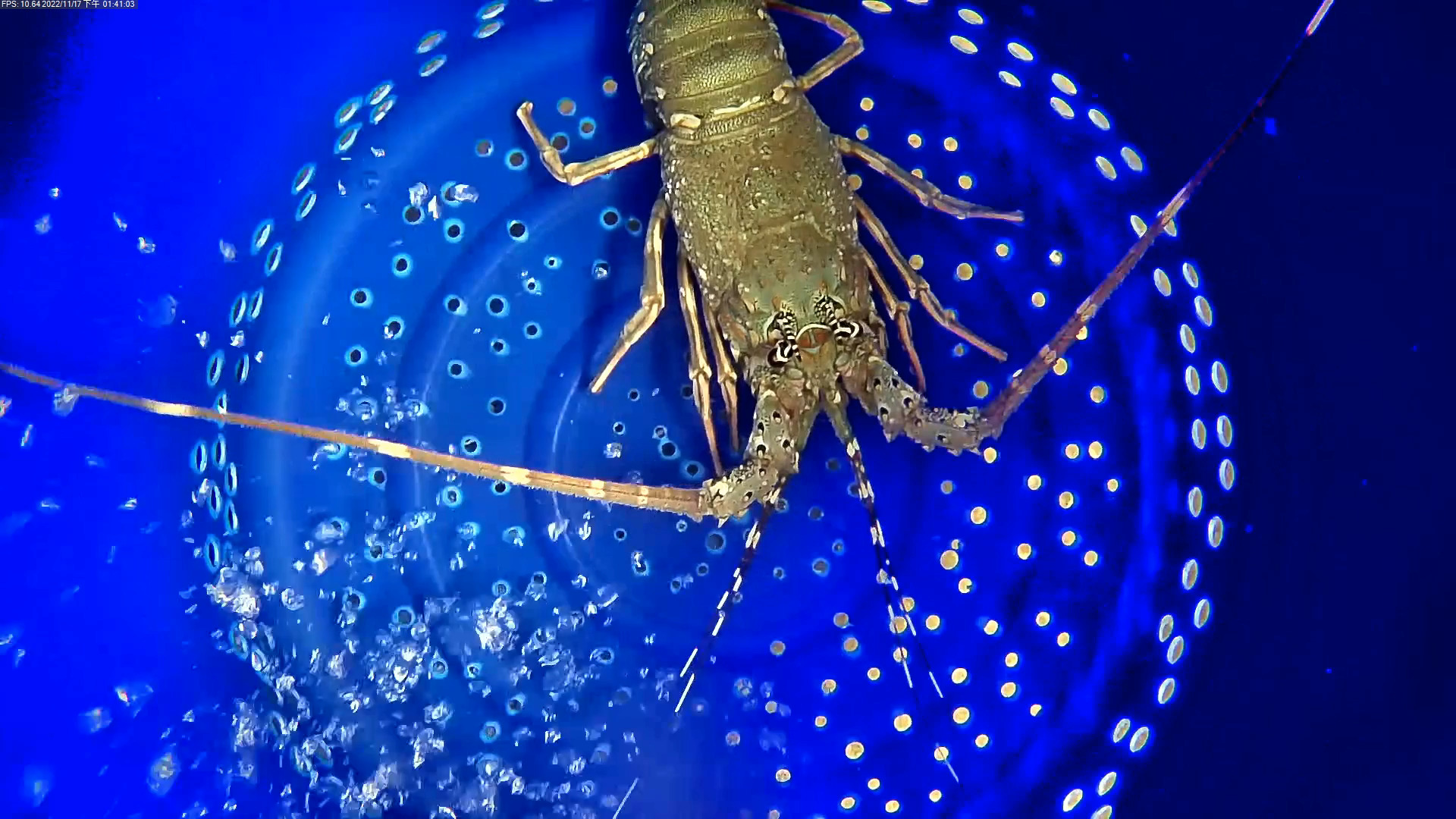 Lobster Object Detection Dataset by Lobster