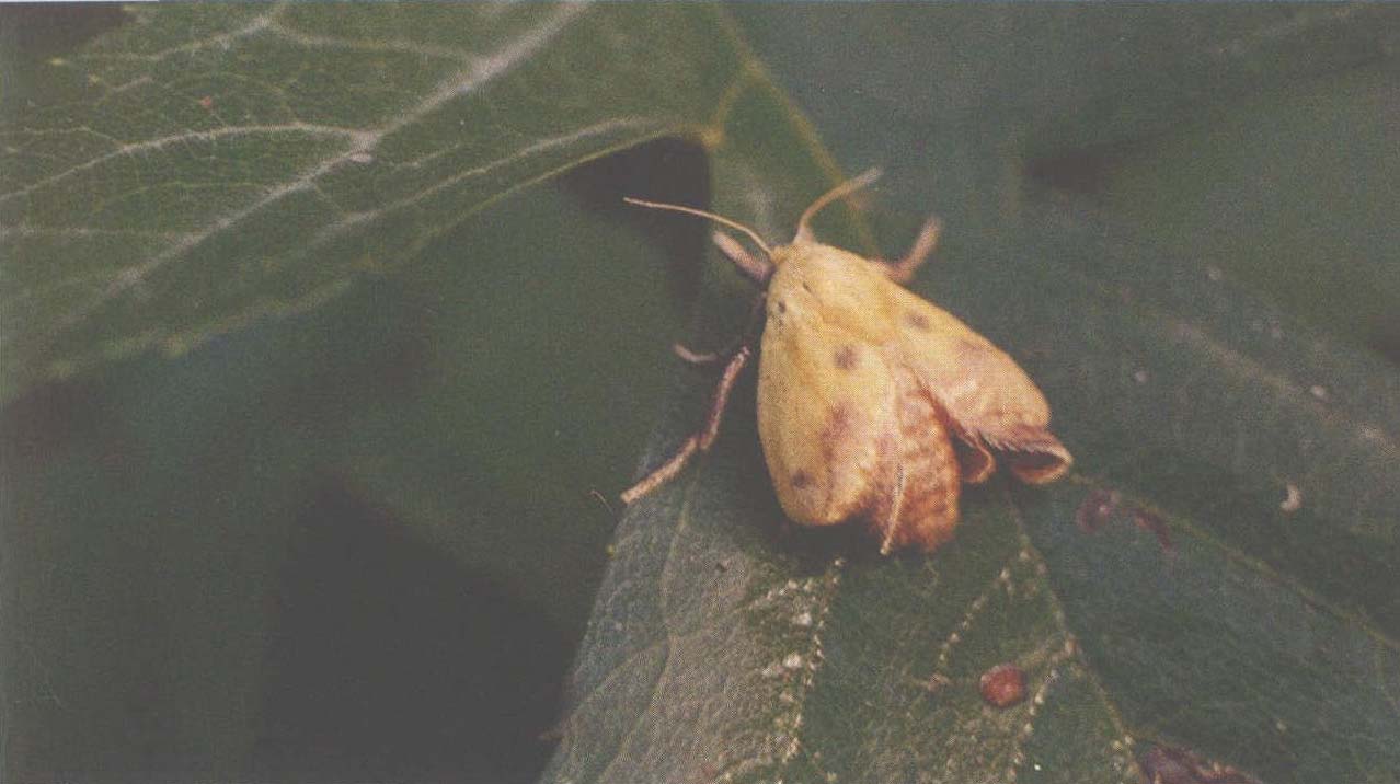 moth Object Detection Model by project-ei2ph