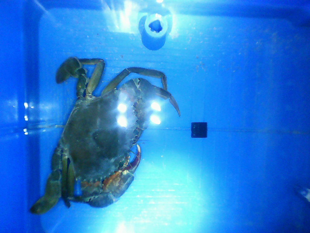 crab Instance Segmentation Model (v8, 2025-04-01 11:22pm) by data