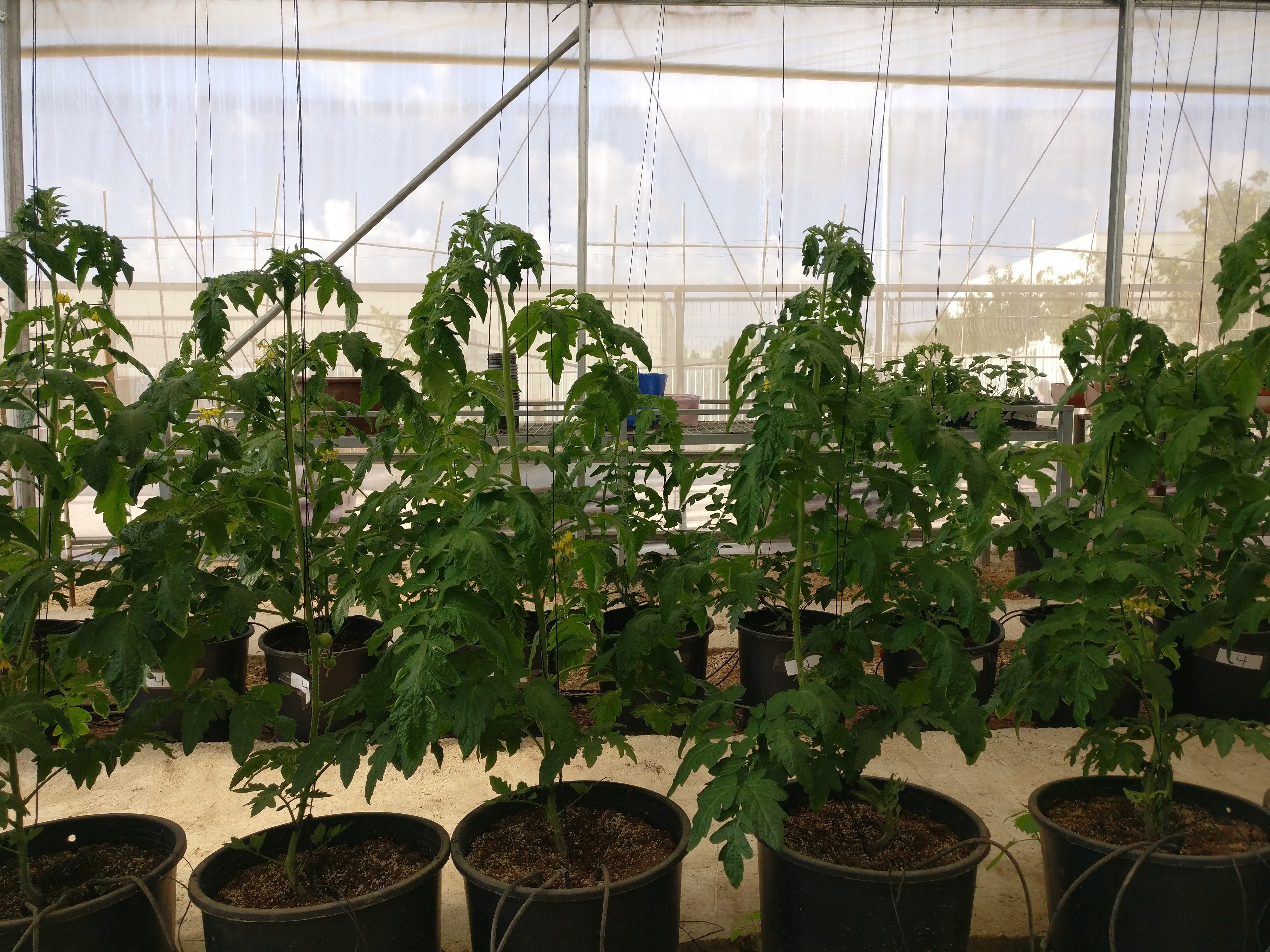 Tomato Check Object Detection Dataset By Cannabis Test