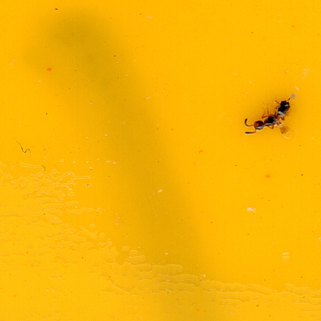 Bees Detection Object Detection Dataset And Pre Trained Model By Cannabis Test