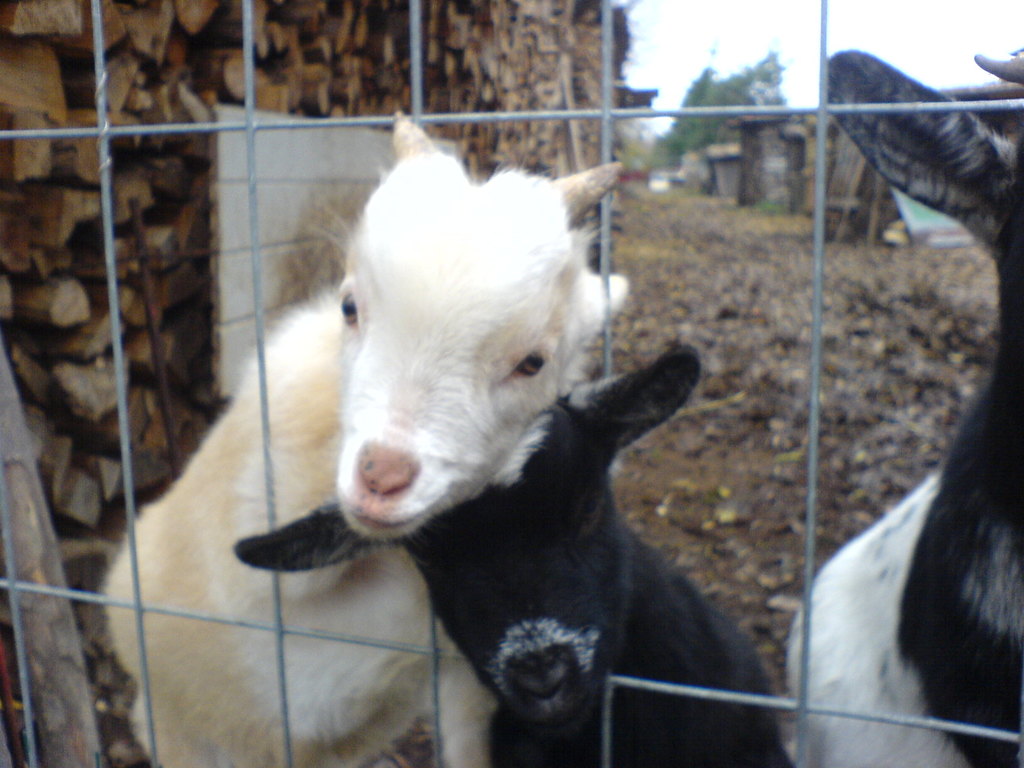 Farm Intrusion Detection Dataset Object Detection Dataset By School