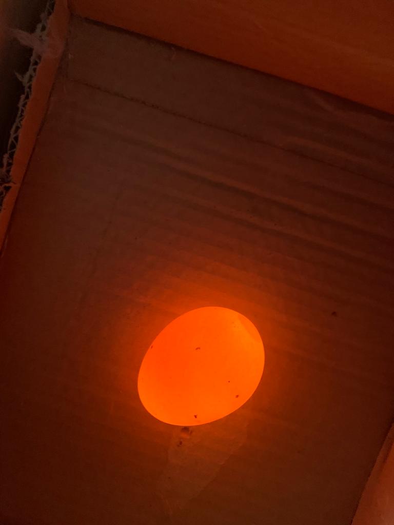 egg Object Detection Dataset and Pre-Trained Model by Egg