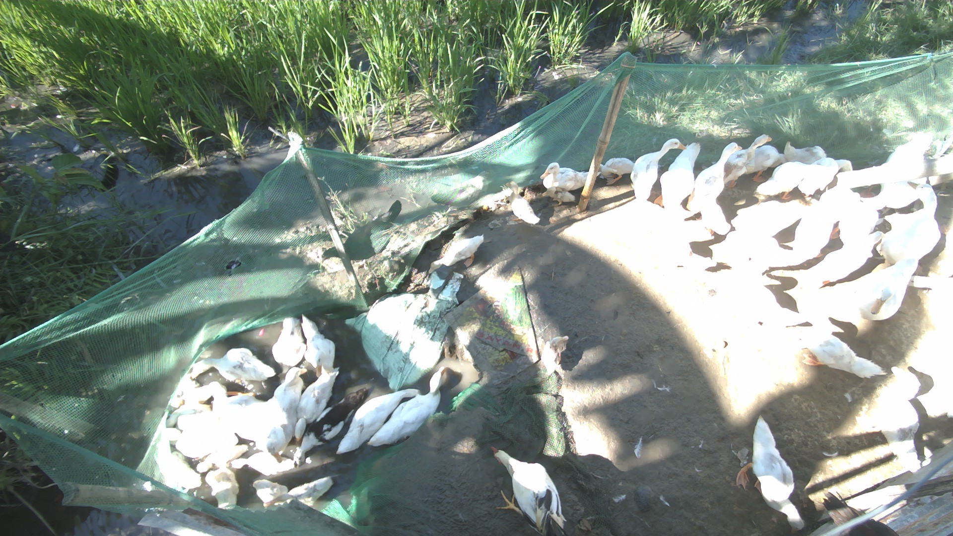 Duck Object Detection Dataset By Chicken And Ducks