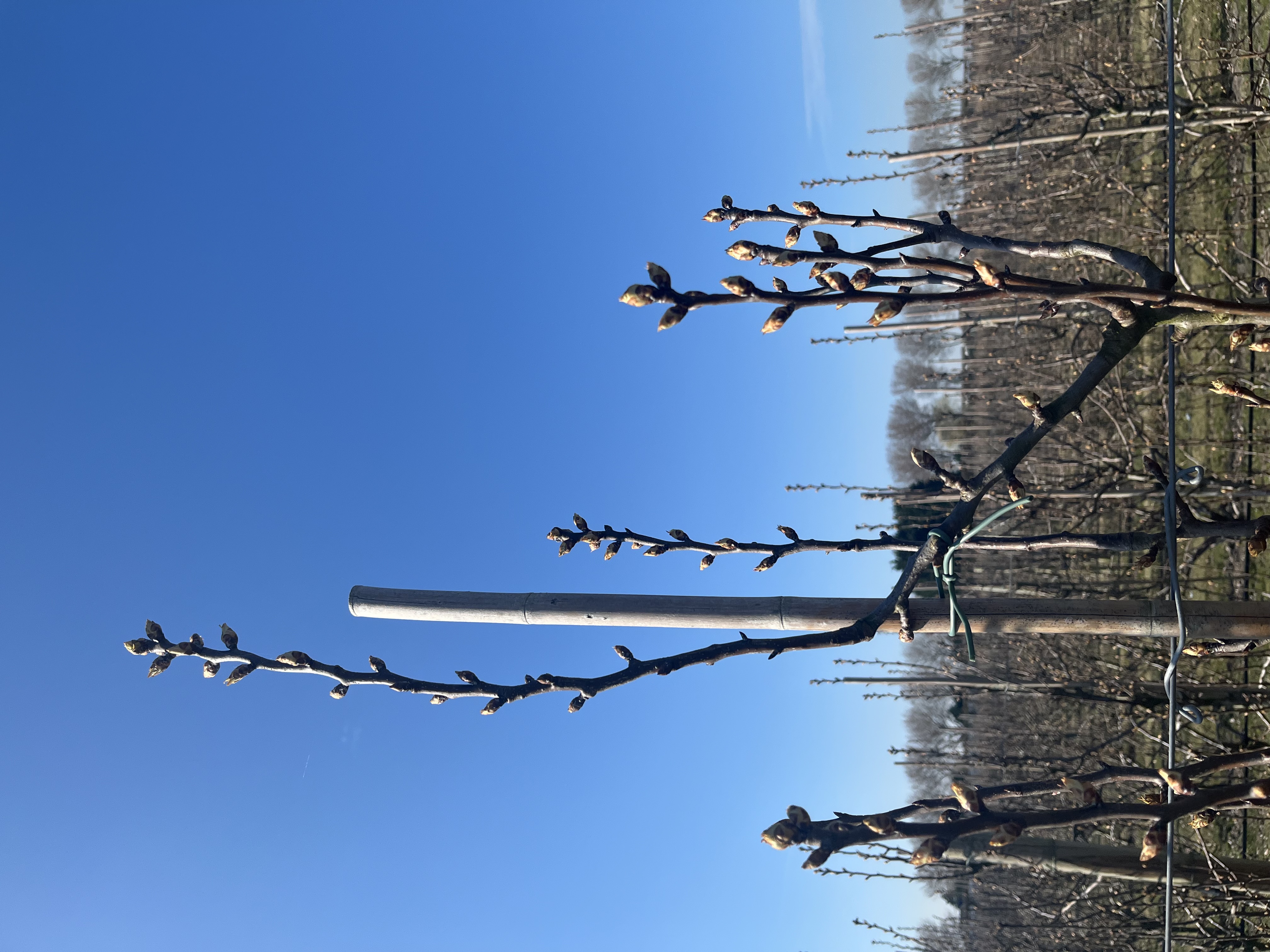 Buds object detection Object Detection Dataset by Smart farming pears