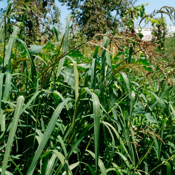 How to Use the weed detection Object Detection API