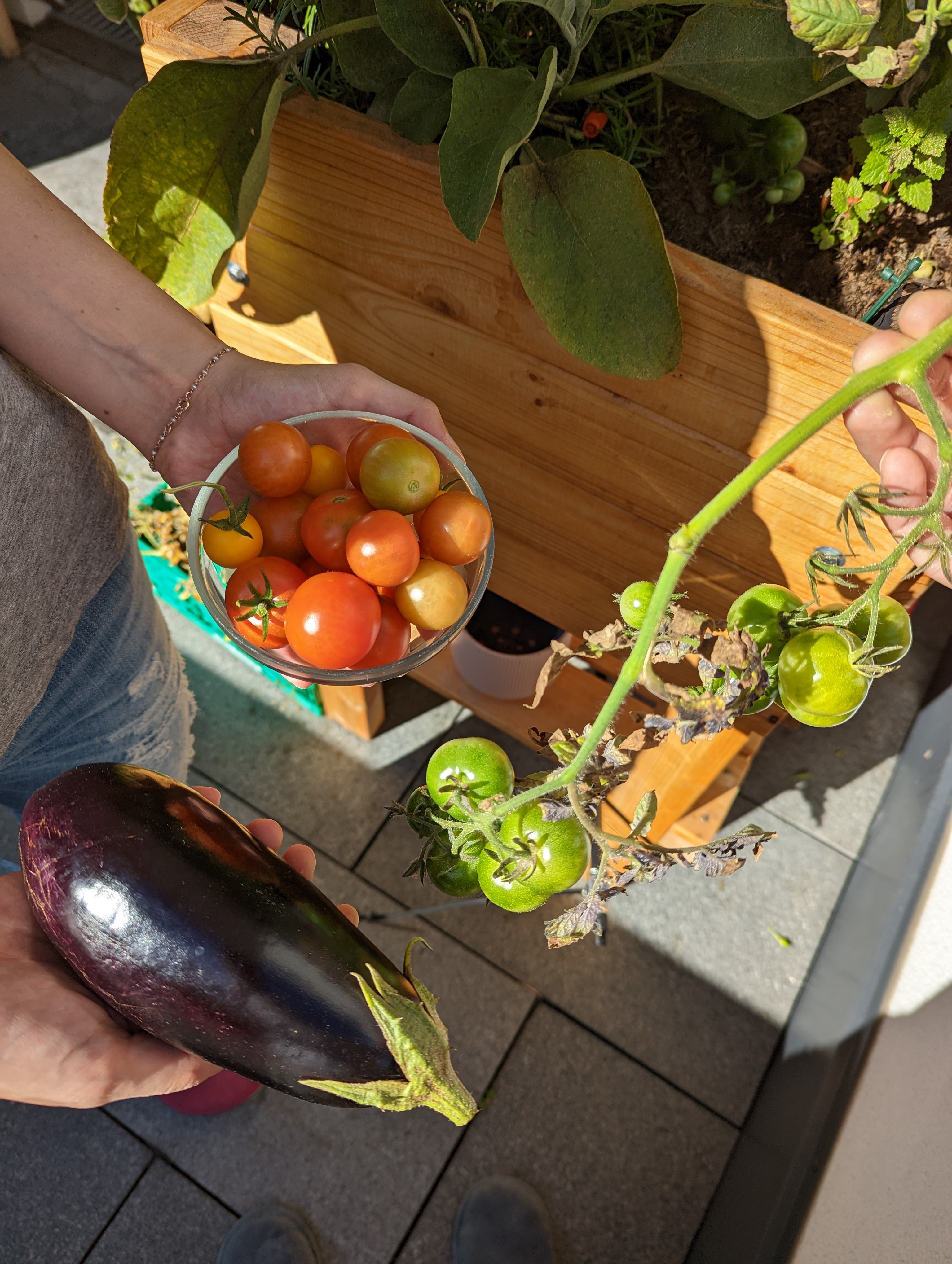 Tomato Object Detection Model by Michael Rogger