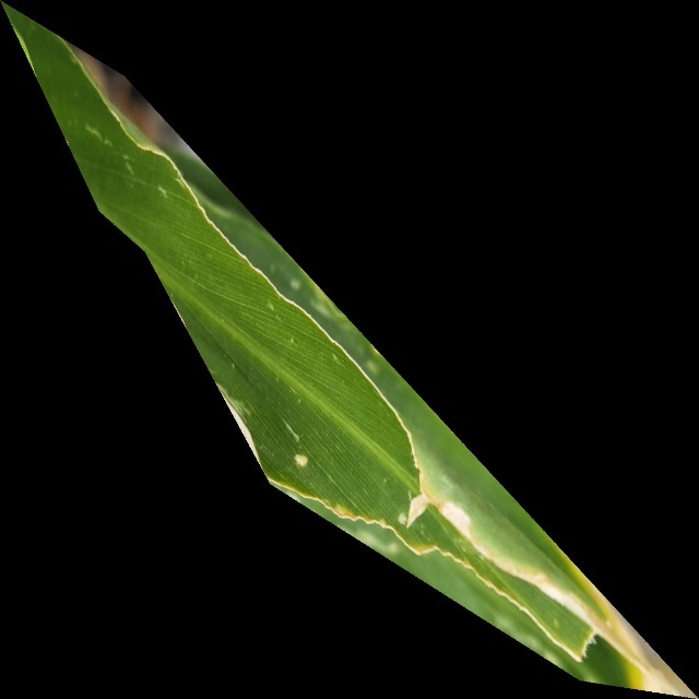 Ginger Classification Dataset by TARUMT