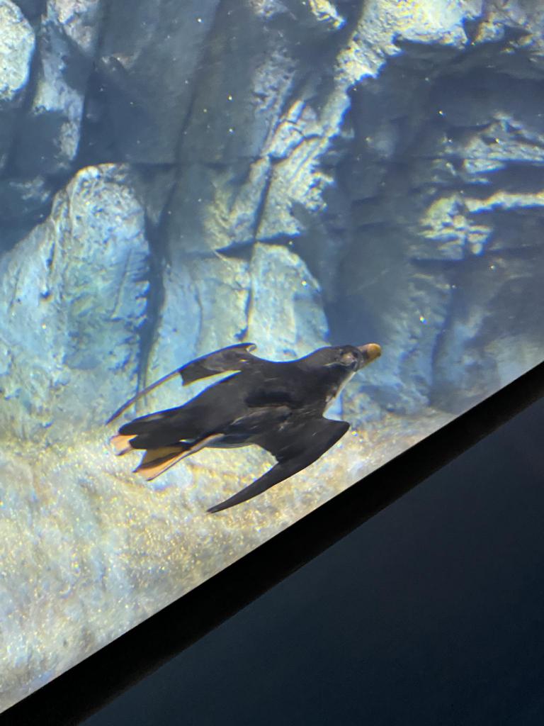 fish detection Object Detection Dataset and Pre-Trained Model by project1