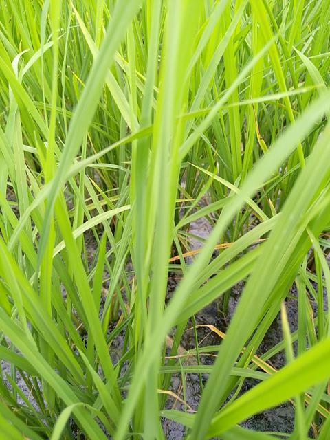 Penyakit Daun Padi Object Detection Dataset And Pre Trained Model By Rice