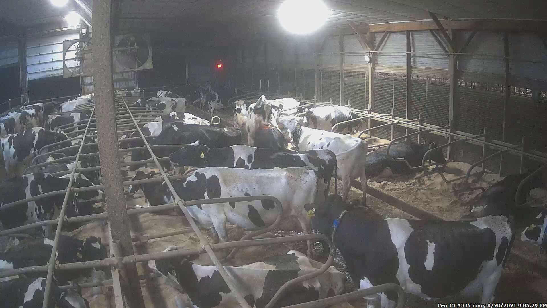 mount-cows Object Detection Dataset by dairy