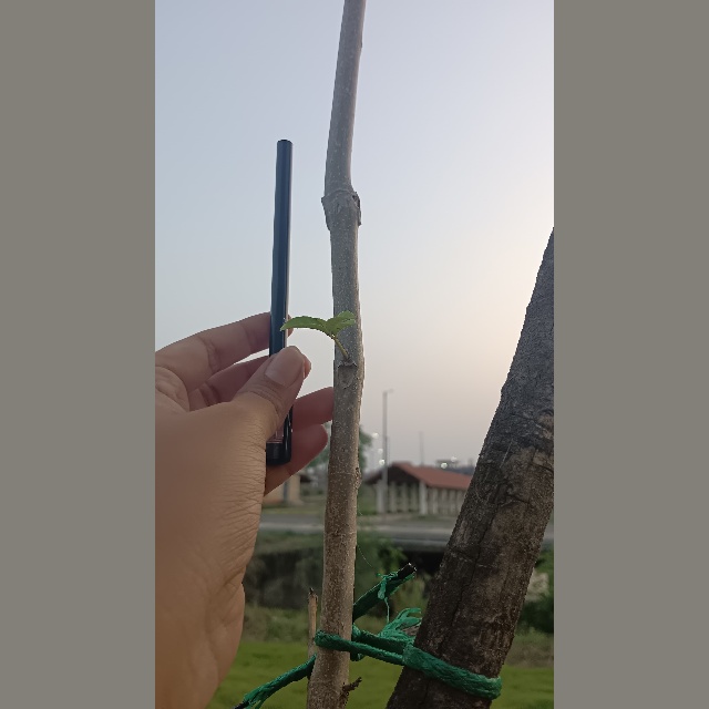 Tree Annot - Roboflow Universe