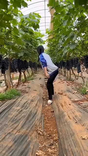 How to Use the grapes Object Detection API