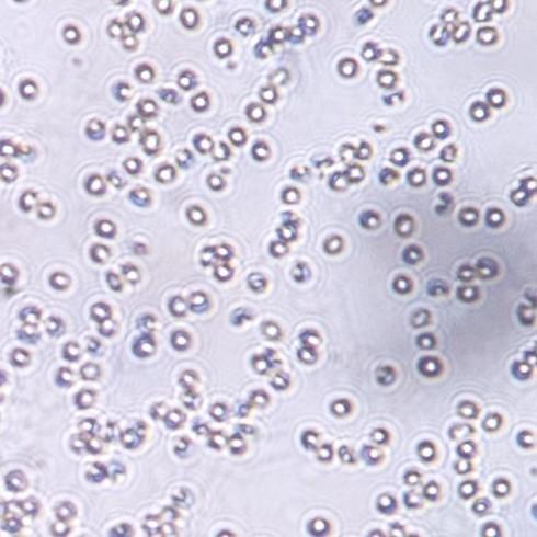 RBC Platelet segmentation Object Detection Dataset by ADSYS