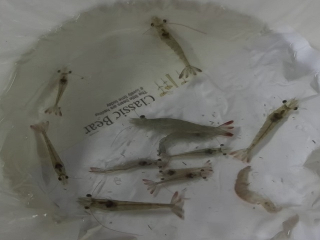 Shrimp Object Detection Dataset And Pre Trained Model By Shrimp
