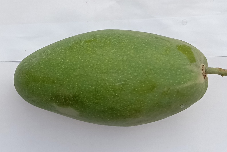 Mango classifier Classification Dataset by miniproject