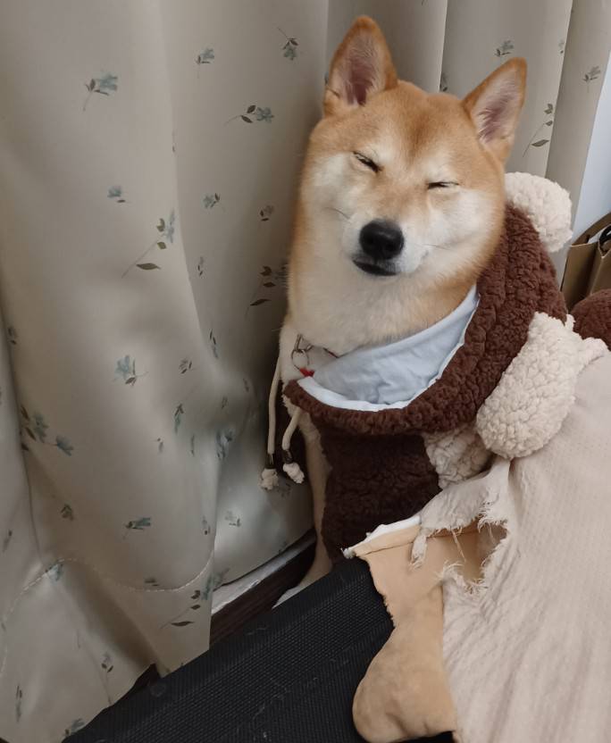 dog Classification Dataset and Pre-Trained Model by Nancy