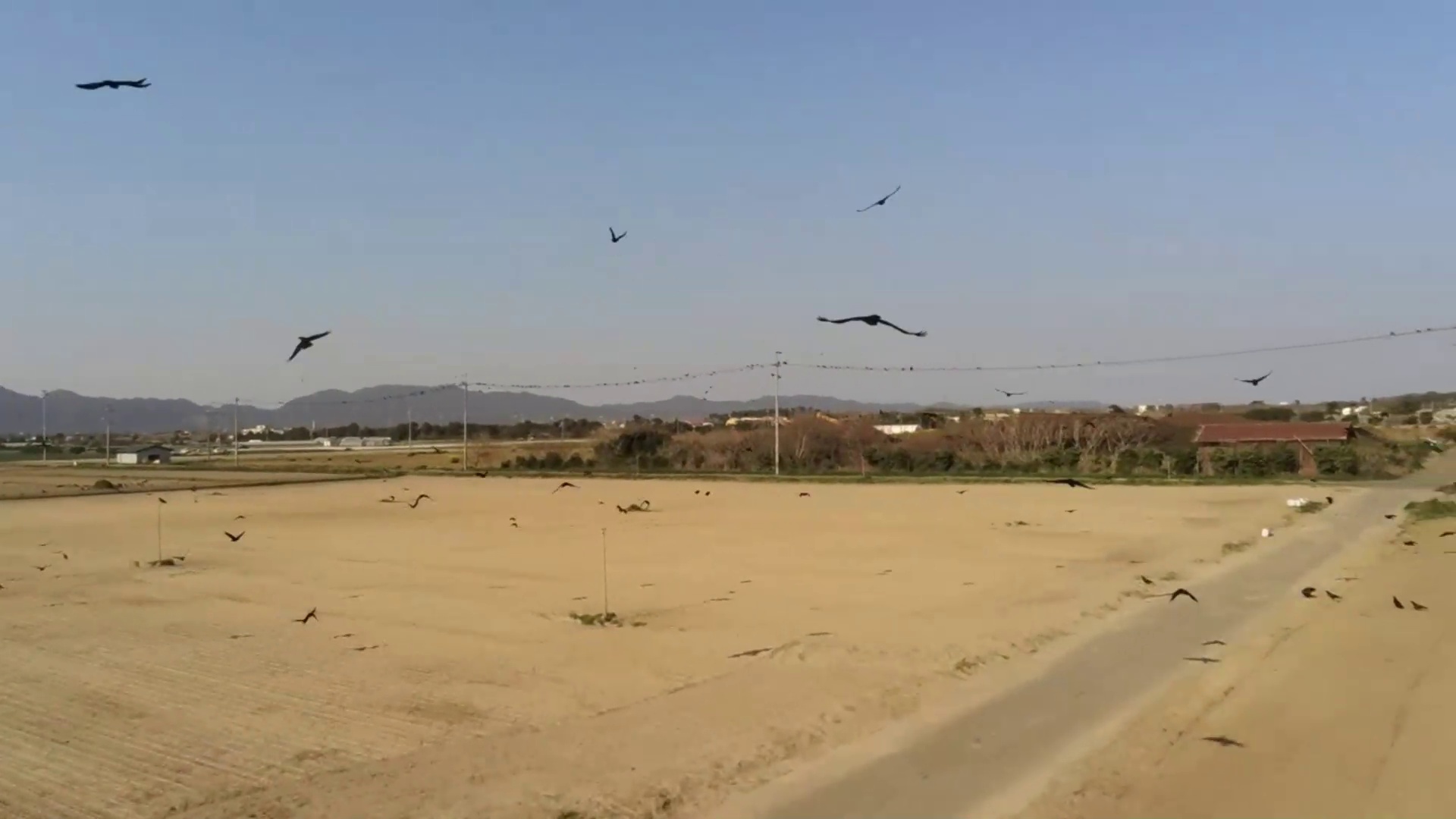 230423crow5 Object Detection Dataset By New Workspace I7jlj