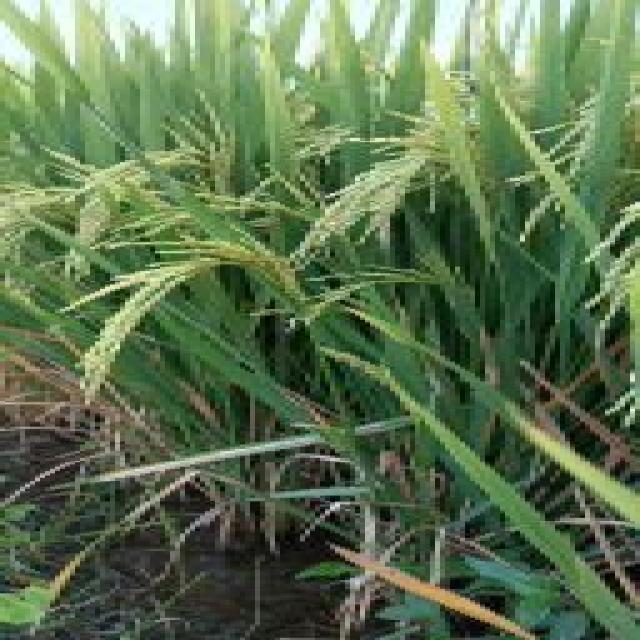 rice stage cls Object Detection Model by h