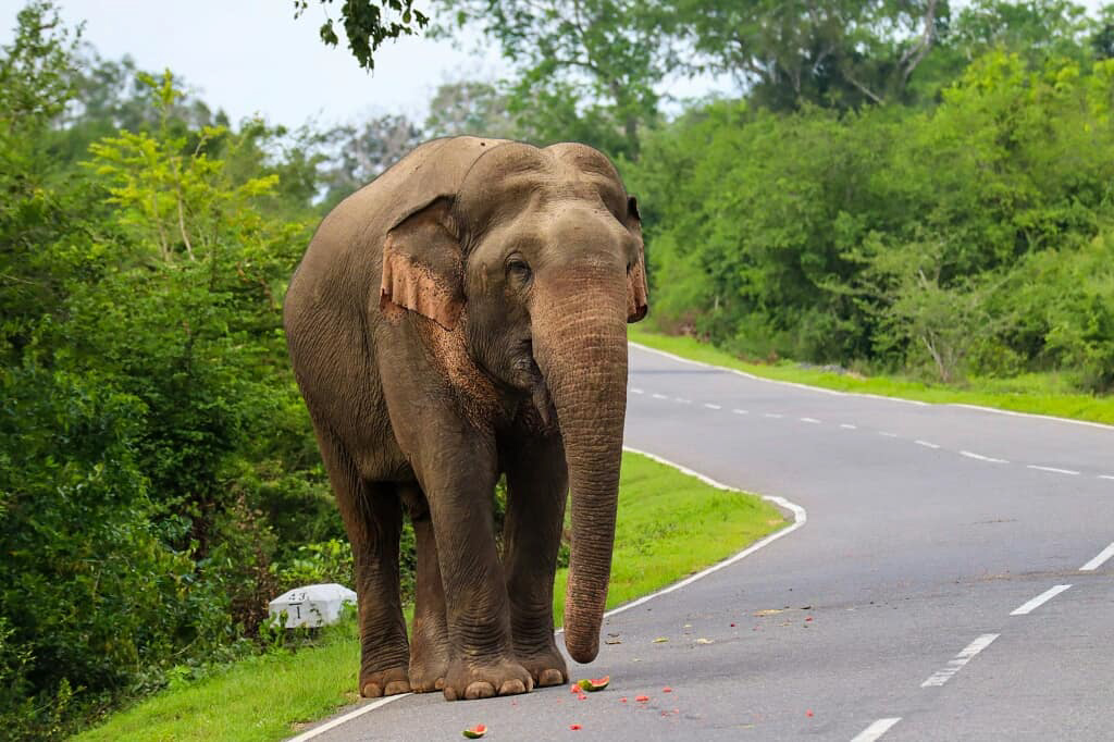 Elephant Attack Object Detection Dataset by MSC