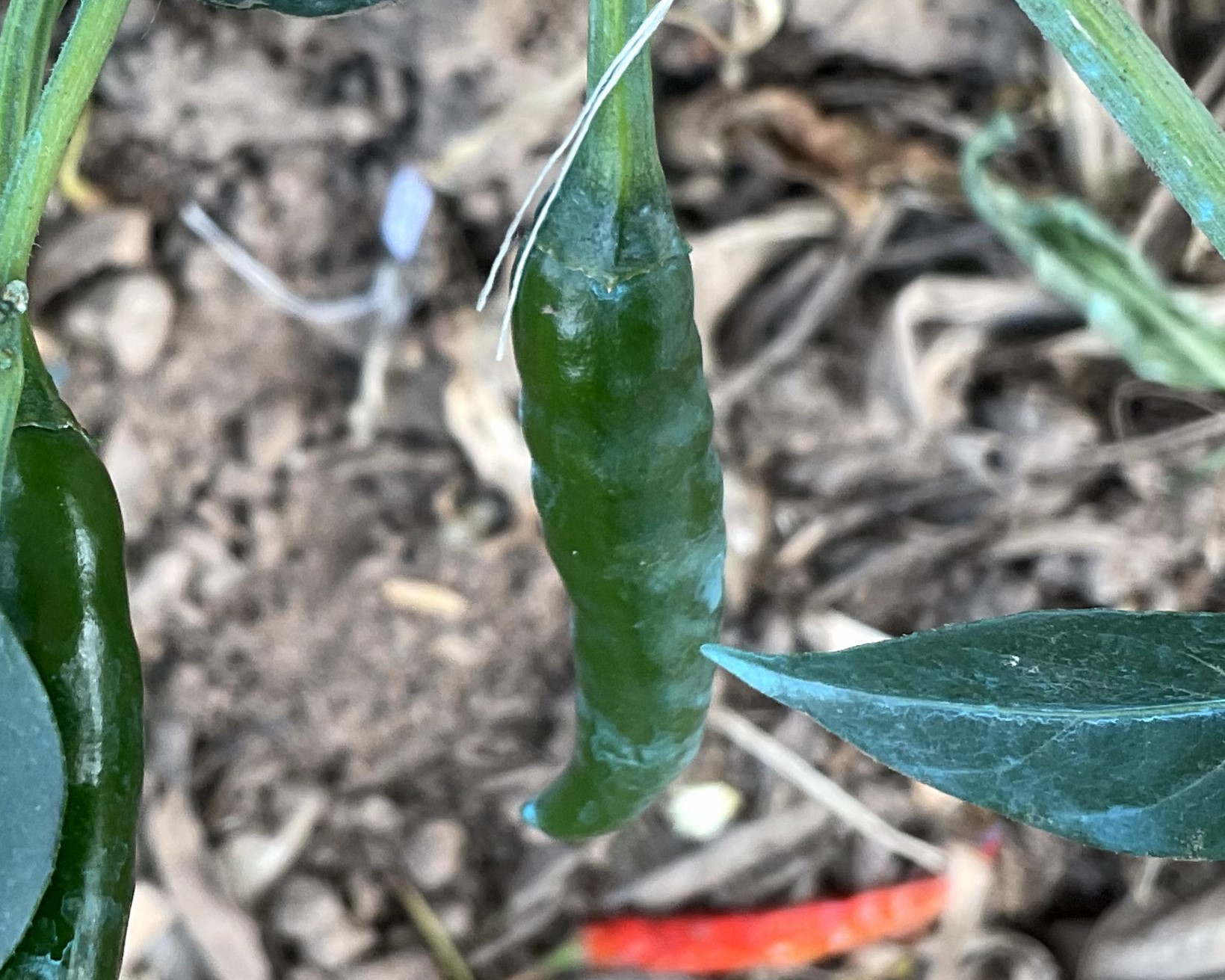 Chilli_Detect Object Detection Dataset by Thammasat University