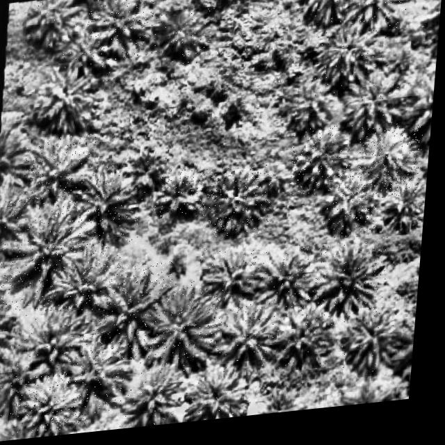 Detect Object Detection Dataset And Pre Trained Model By Oil Palm Trees Detection