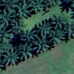 trees Instance Segmentation Dataset by oil palm trees detection