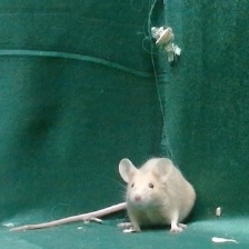 Hamster banyak kelas Object Detection Model by Test