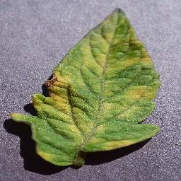 Tomato Disease Object Detection Object Detection Dataset and Pre-Trained Model by Zyx