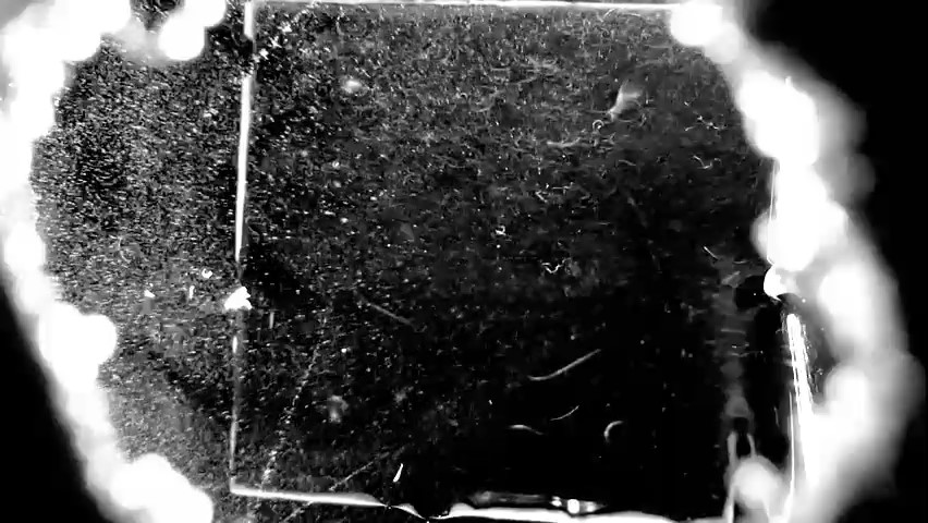 Cloud Chamber Particle Traces Instance Segmentation Dataset and Pre-Trained Model by Nytron