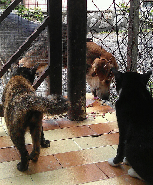 Cat Blaster Object Detection Dataset and Pre-Trained Model by Test