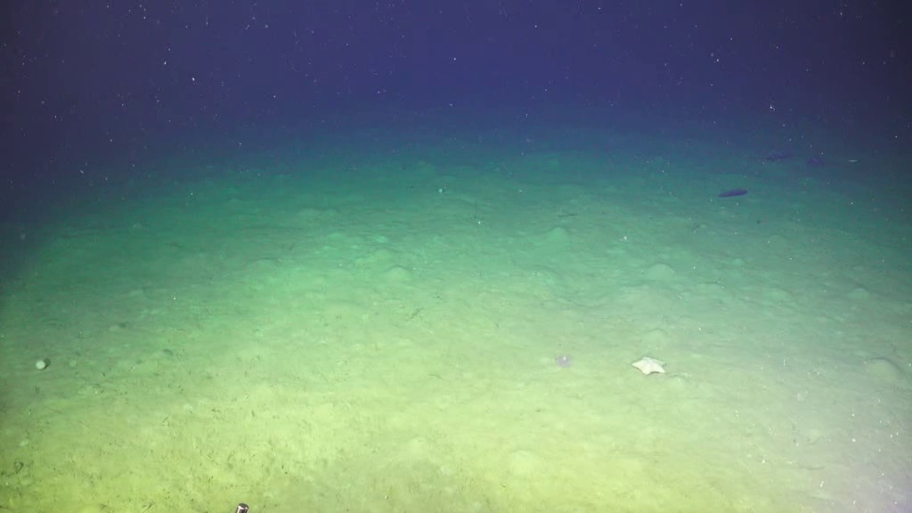 localized_transect Object Detection Dataset by University of Washington ...