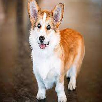 Dog Classification Classification Dataset and Pre-Trained Model by KMUTT