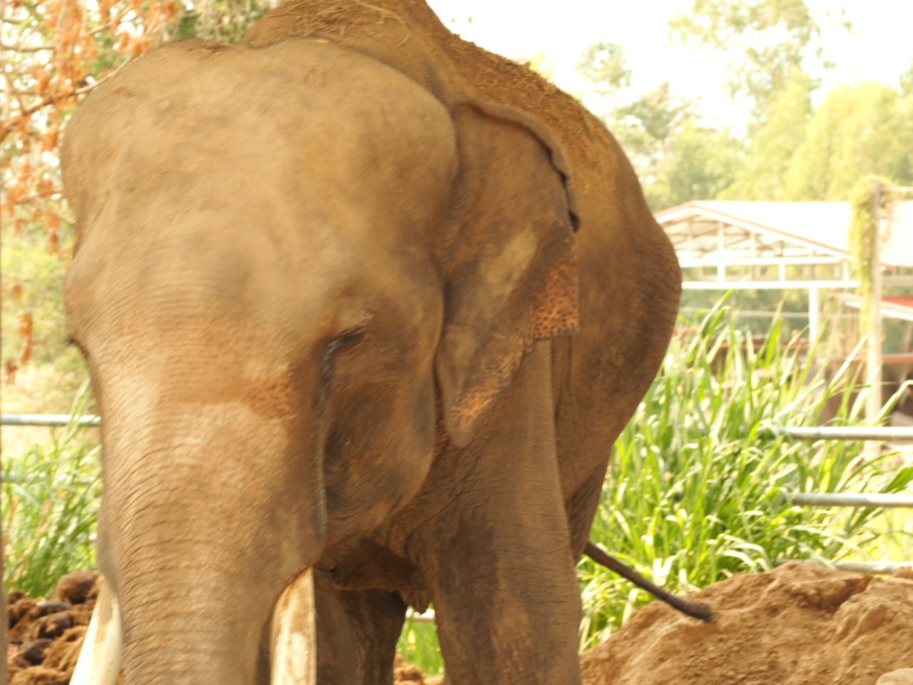 L Eye Object Detection Model by doratheone