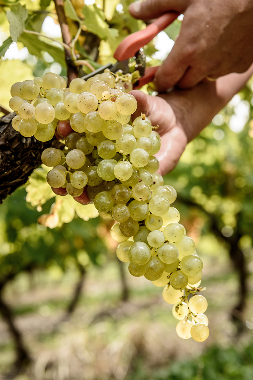 talov-grape Object Detection Dataset by Object Detection