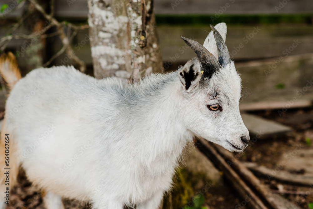 Talov Goat Object Detection Dataset By Object Detection